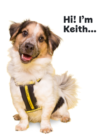 Dog Census | Dog's Trust Ireland